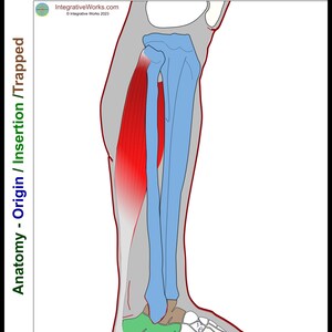 Soleus - Anatomy Perspective - Etsy