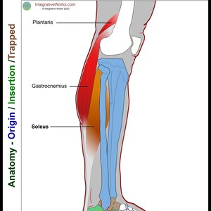 Soleus - Anatomy Perspective - Etsy