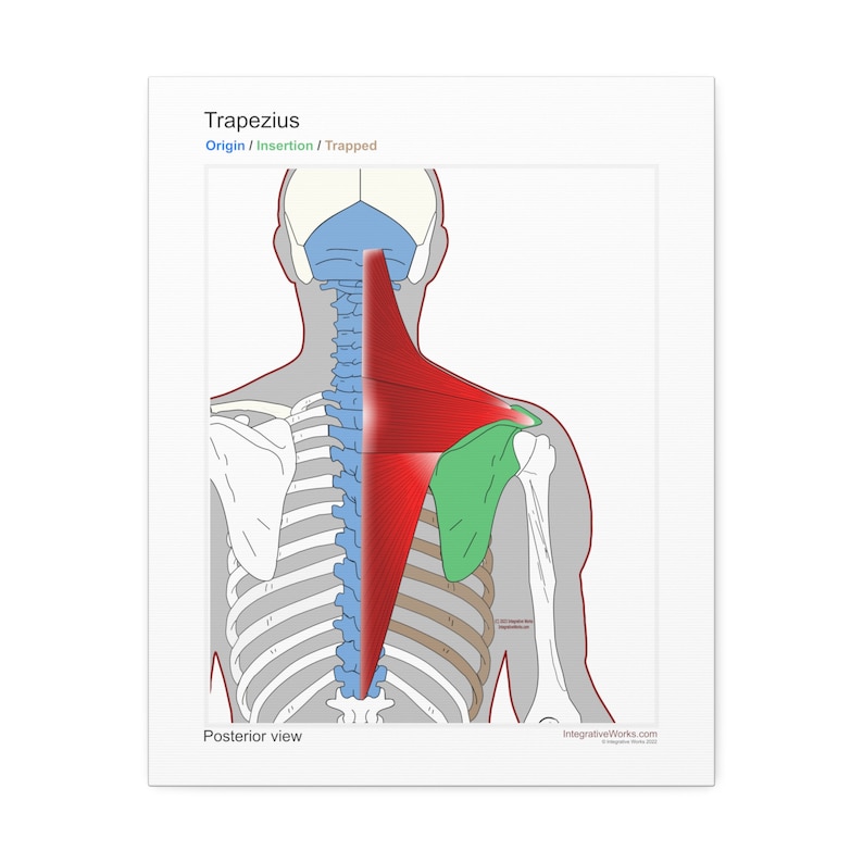 Trapezius - Posterior View - Canvas, No Frame - Etsy