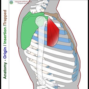 Pectoralis Minor - Anatomy Perspectives - Etsy