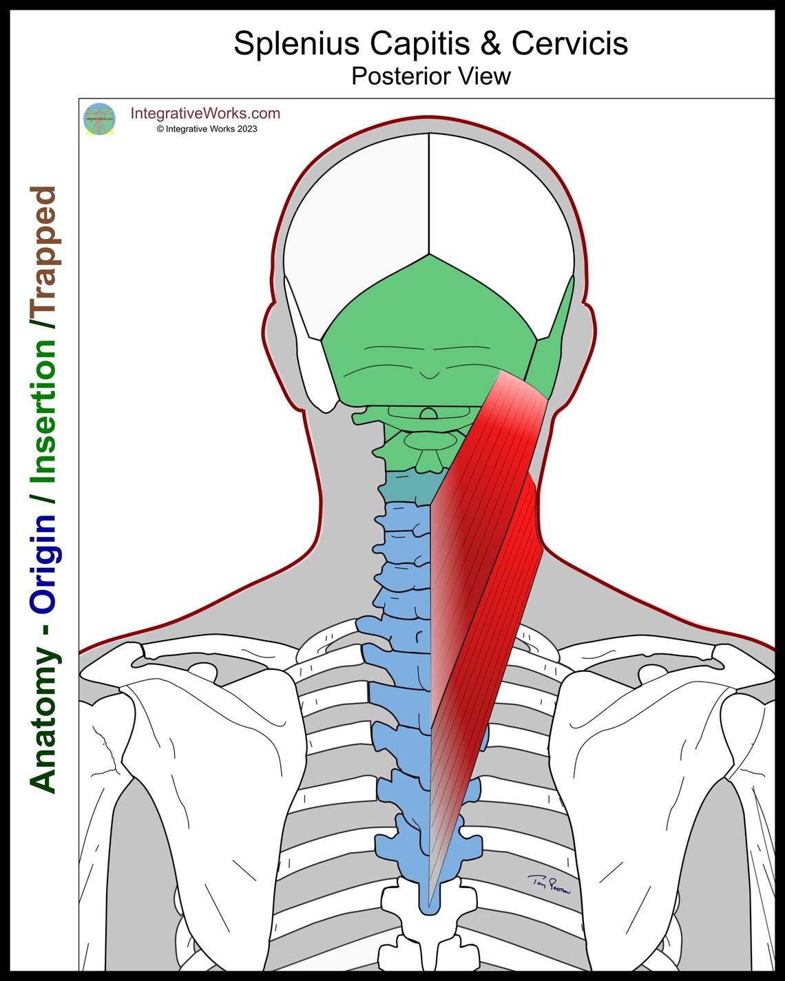 Splenius Capitis - Anatomy Perspective - Etsy