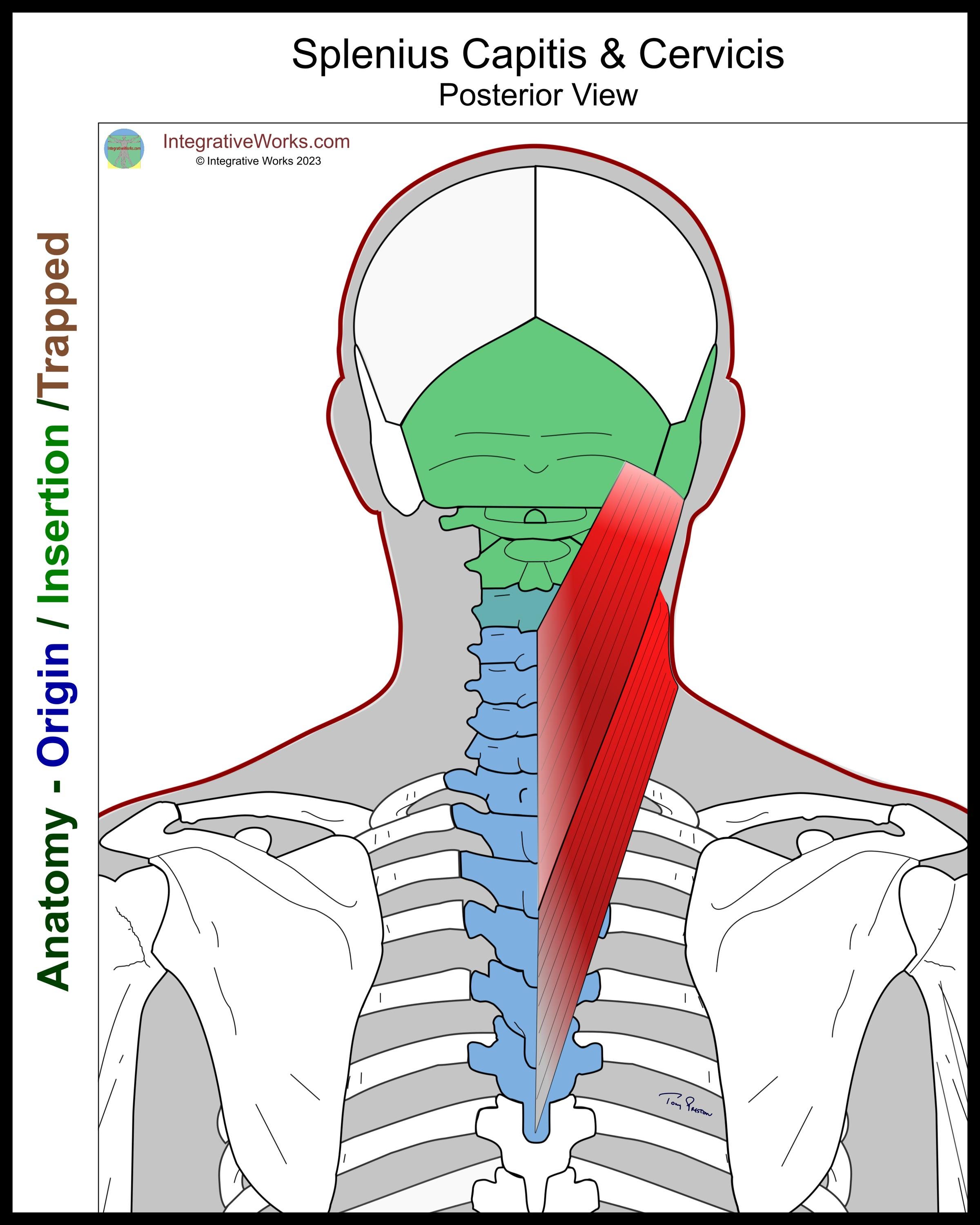 Splenius Capitis - Anatomy Perspective - Etsy