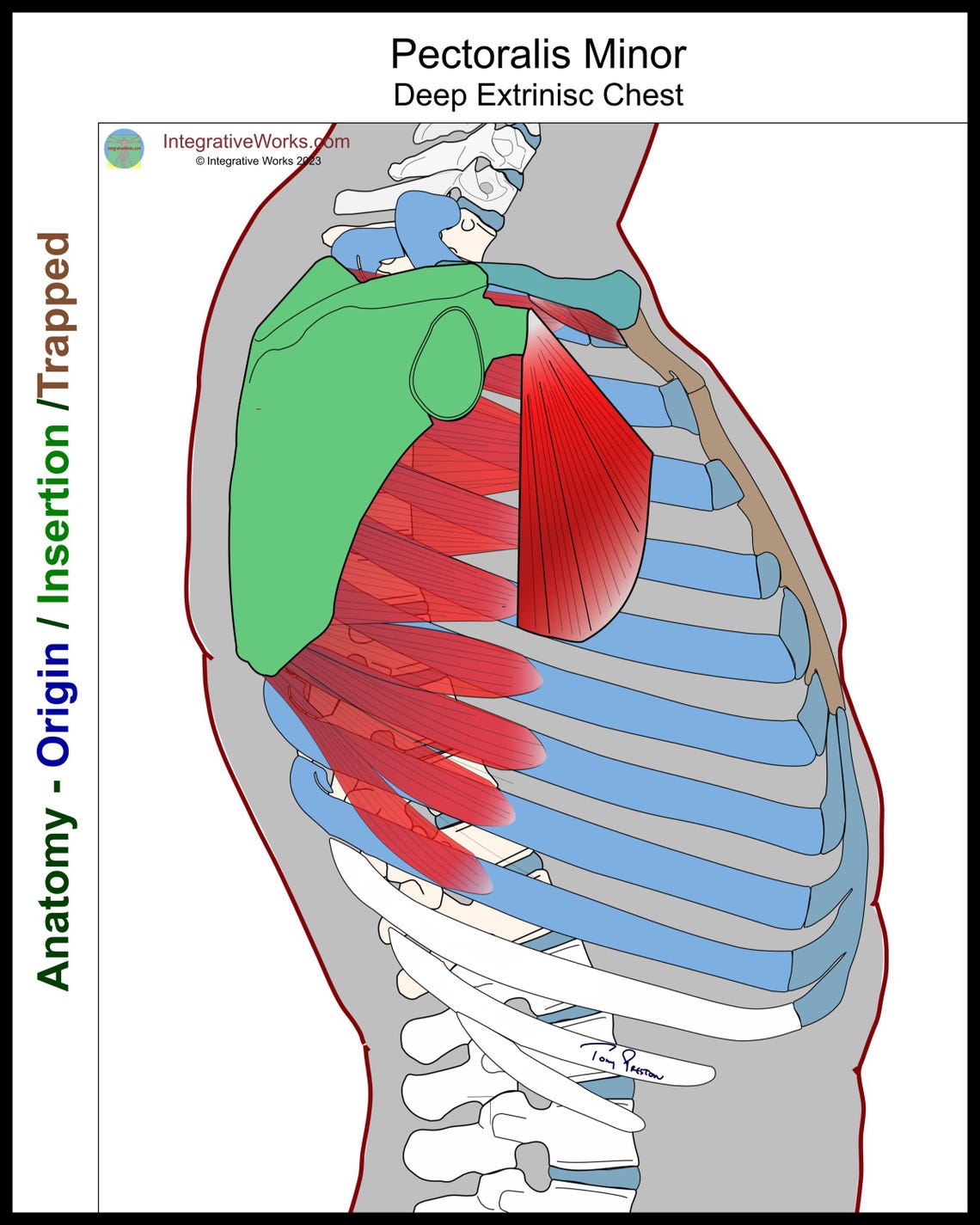 Pectoralis Minor - Anatomy Perspectives - Etsy