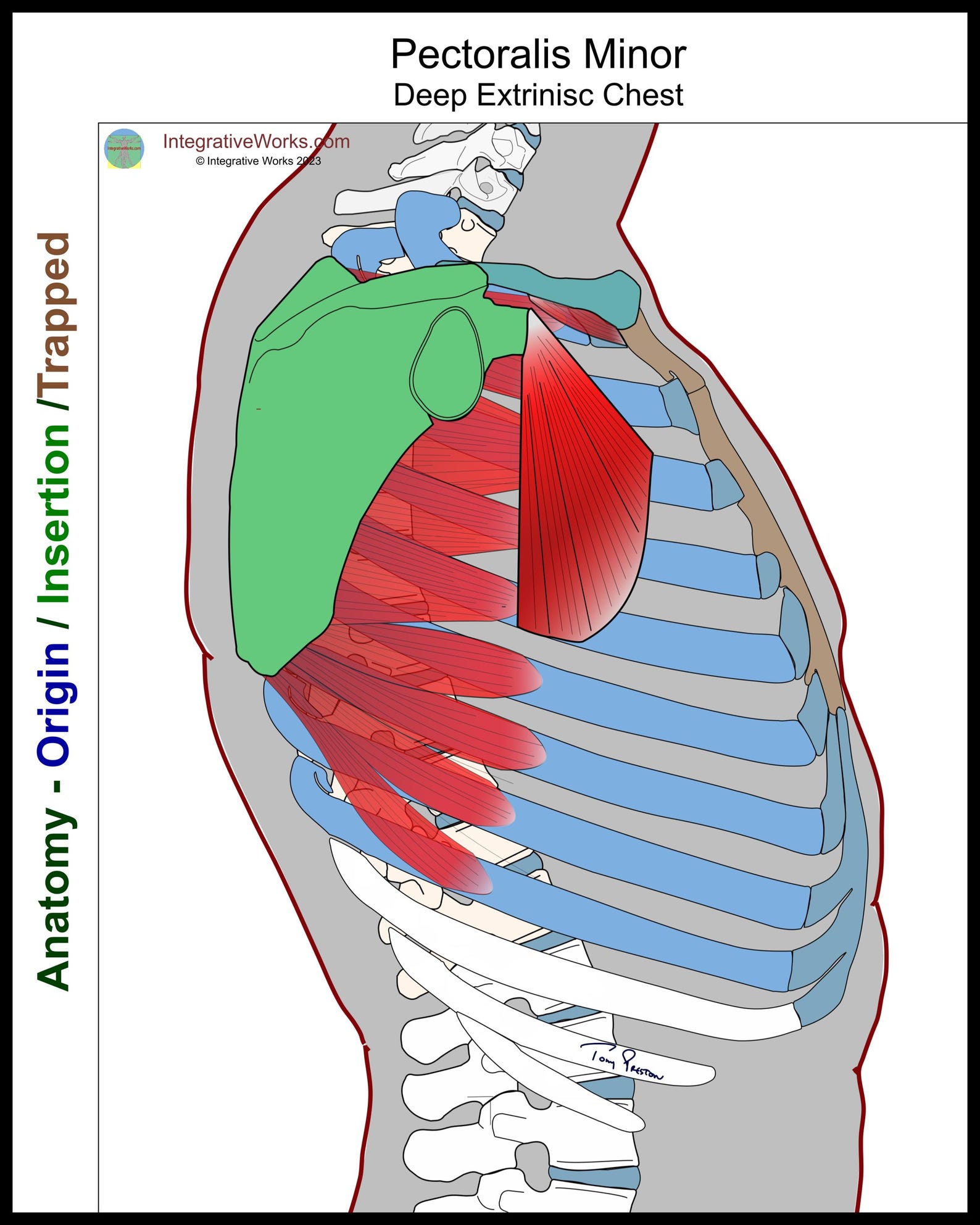 Pectoralis Minor - Anatomy Perspectives - Etsy