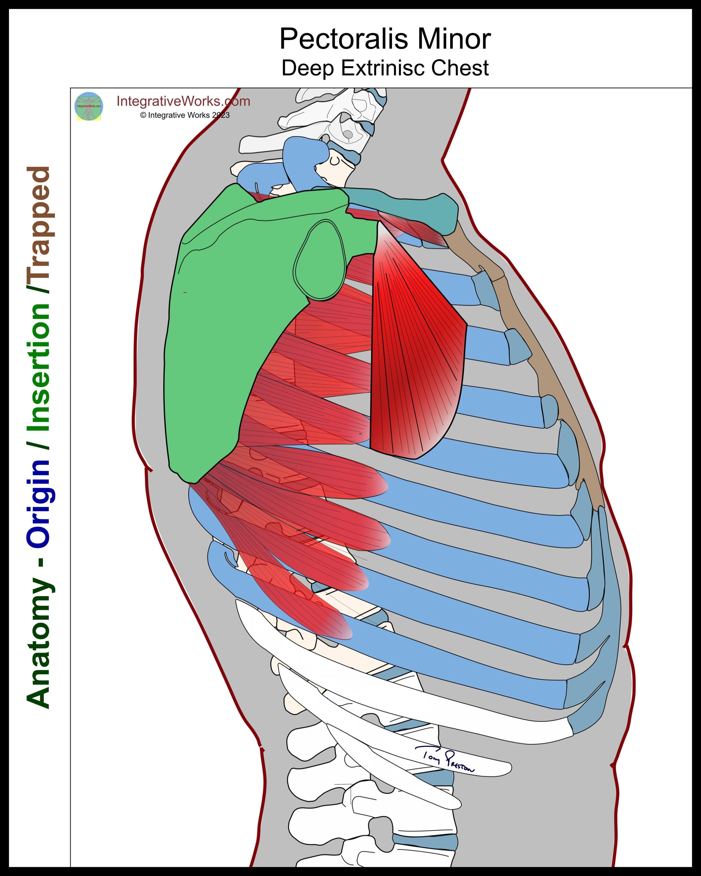 Pectoralis Minor - Anatomy Perspectives - Etsy