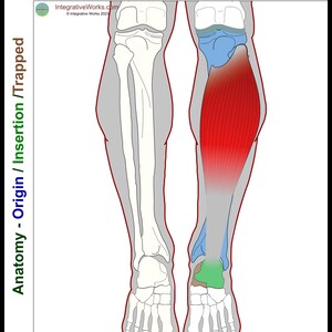 Soleus - Anatomy Perspective - Etsy