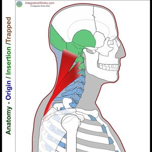 Splenius Capitis Anatomy Perspective - Etsy
