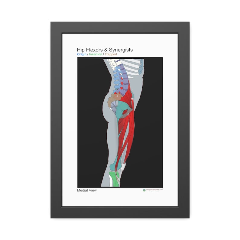 Hip Flexors & Synergists Dark Mode Medial View, Matte Print, Framed - Etsy