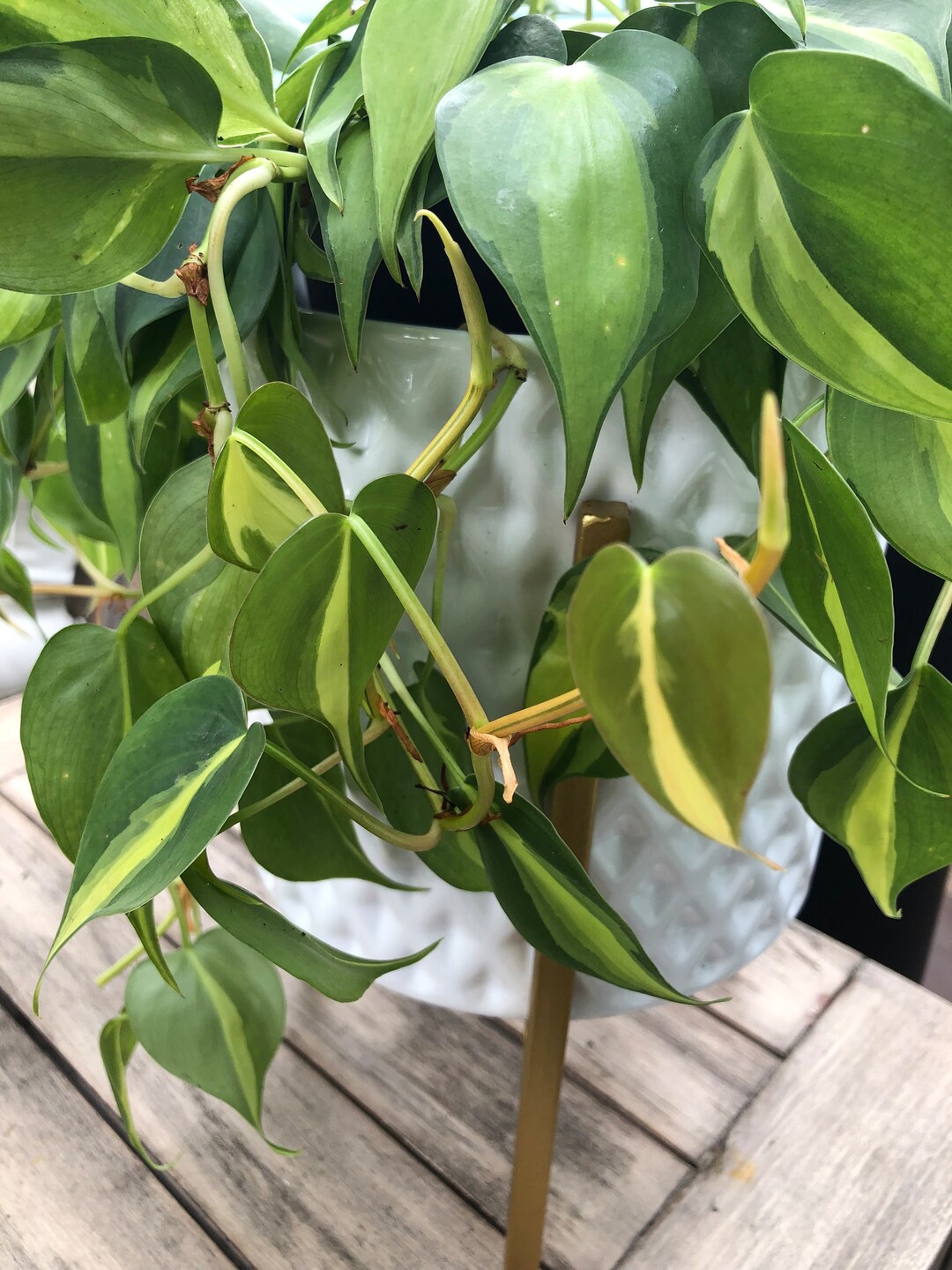 Philodendron Brasil (variegated) - Etsy