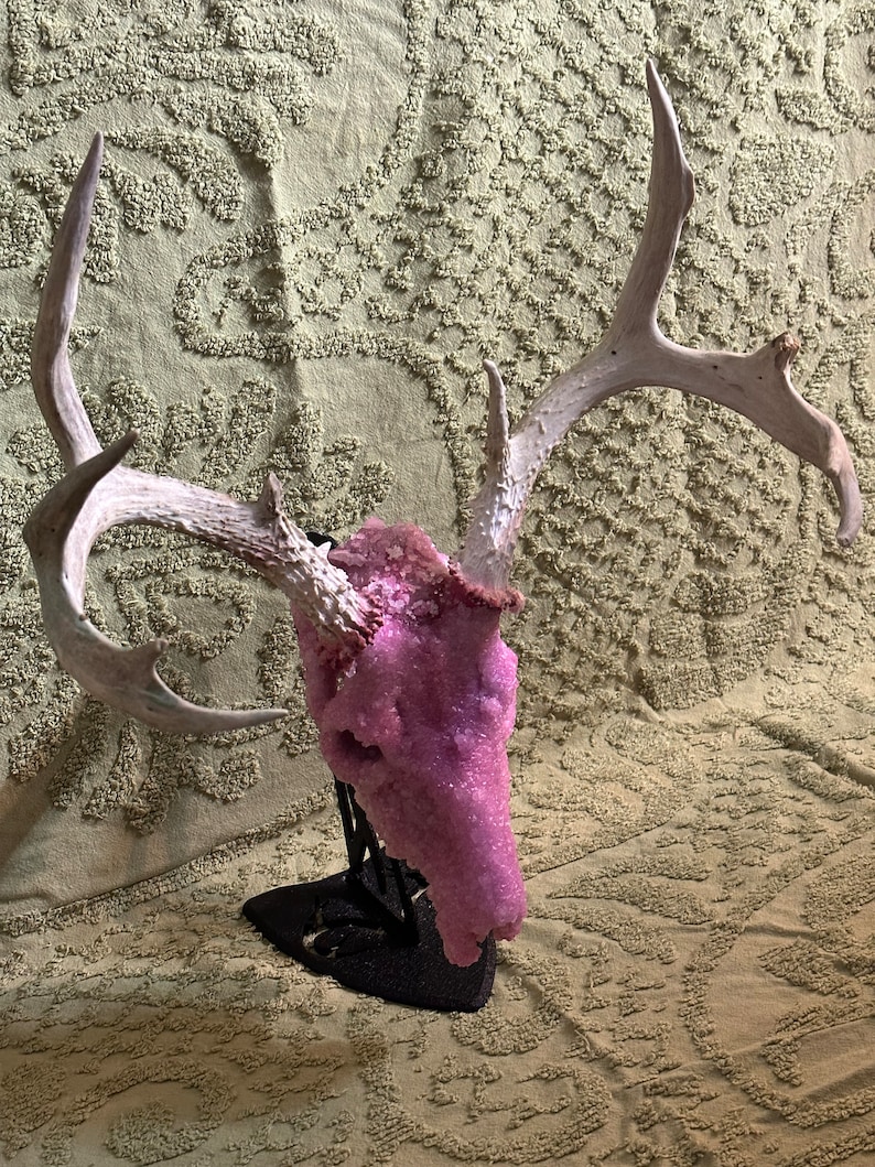 Pink Crystallized Deer Skull 10pt Buck - Etsy
