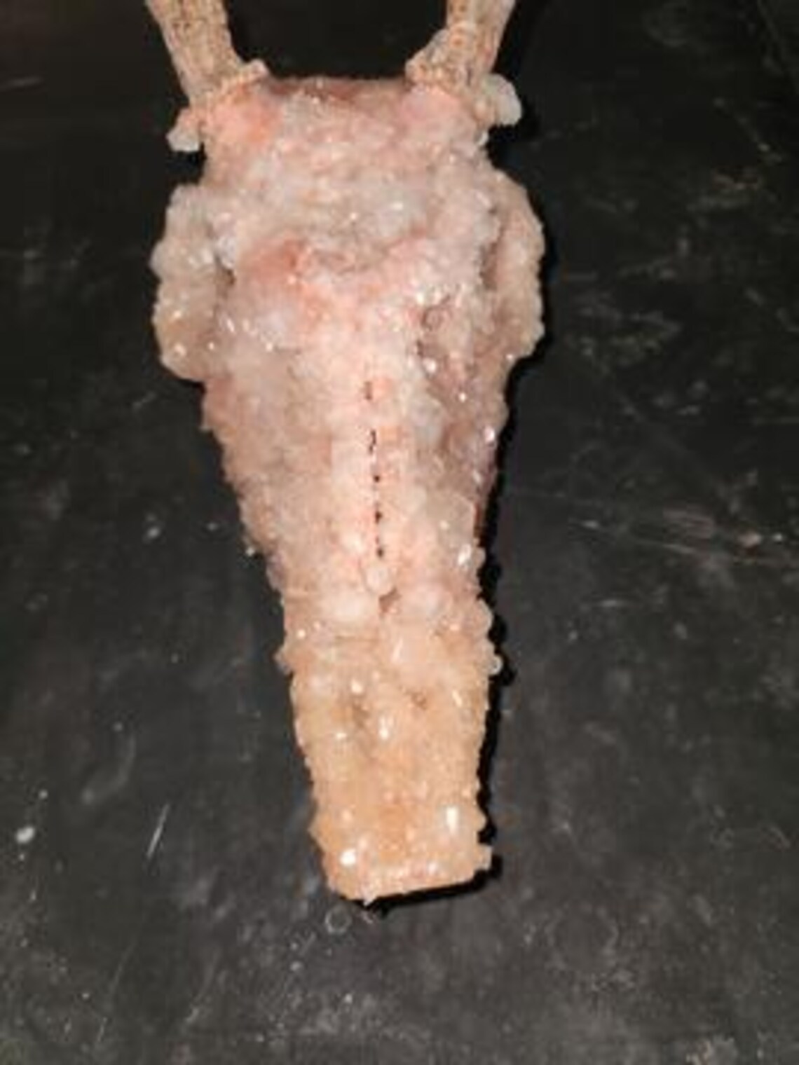 Crystallized Arkansas Deer Skull Mount Turquoise - Etsy