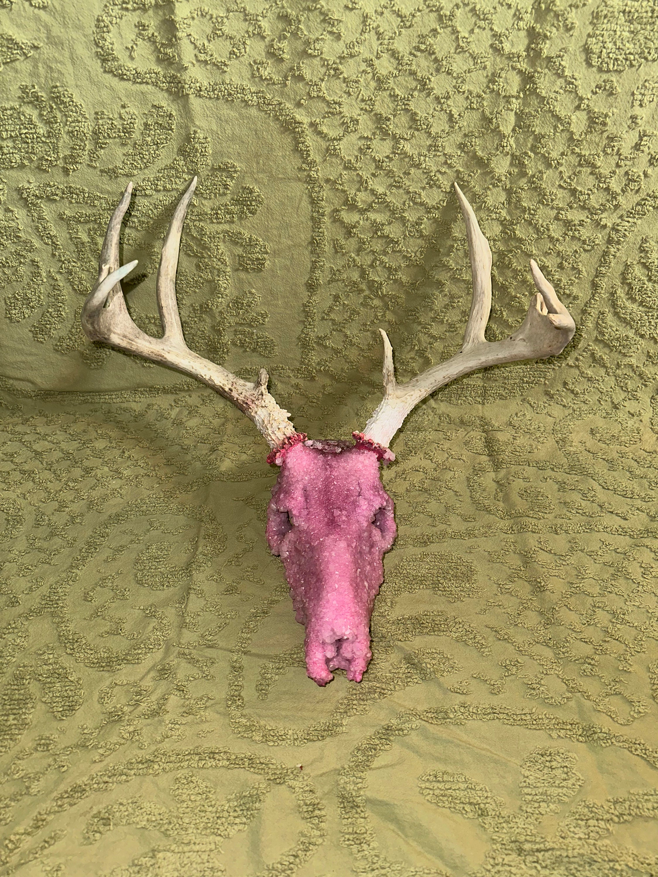 Pink Crystallized Deer Skull 10pt Buck - Etsy