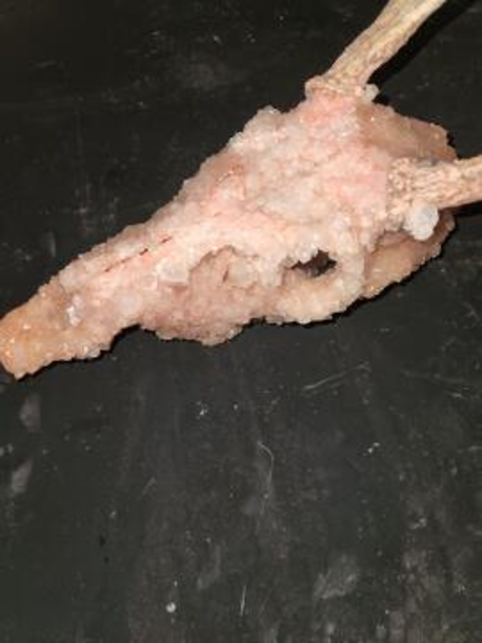 Crystallized Arkansas Deer Skull Mount Turquoise - Etsy