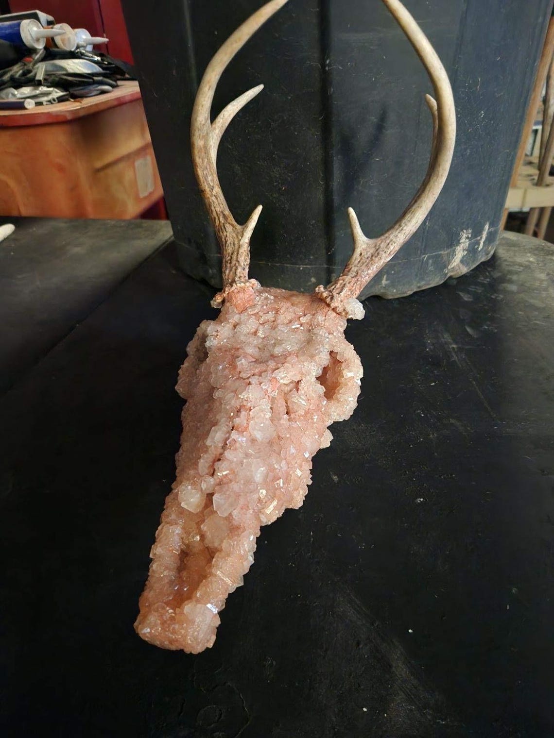Crystallized Arkansas Deer Skull Mount Turquoise - Etsy