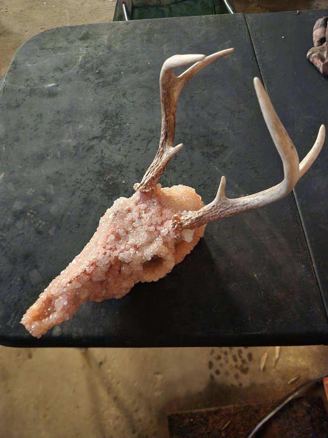 Crystallized Arkansas Deer Skull Mount Turquoise - Etsy