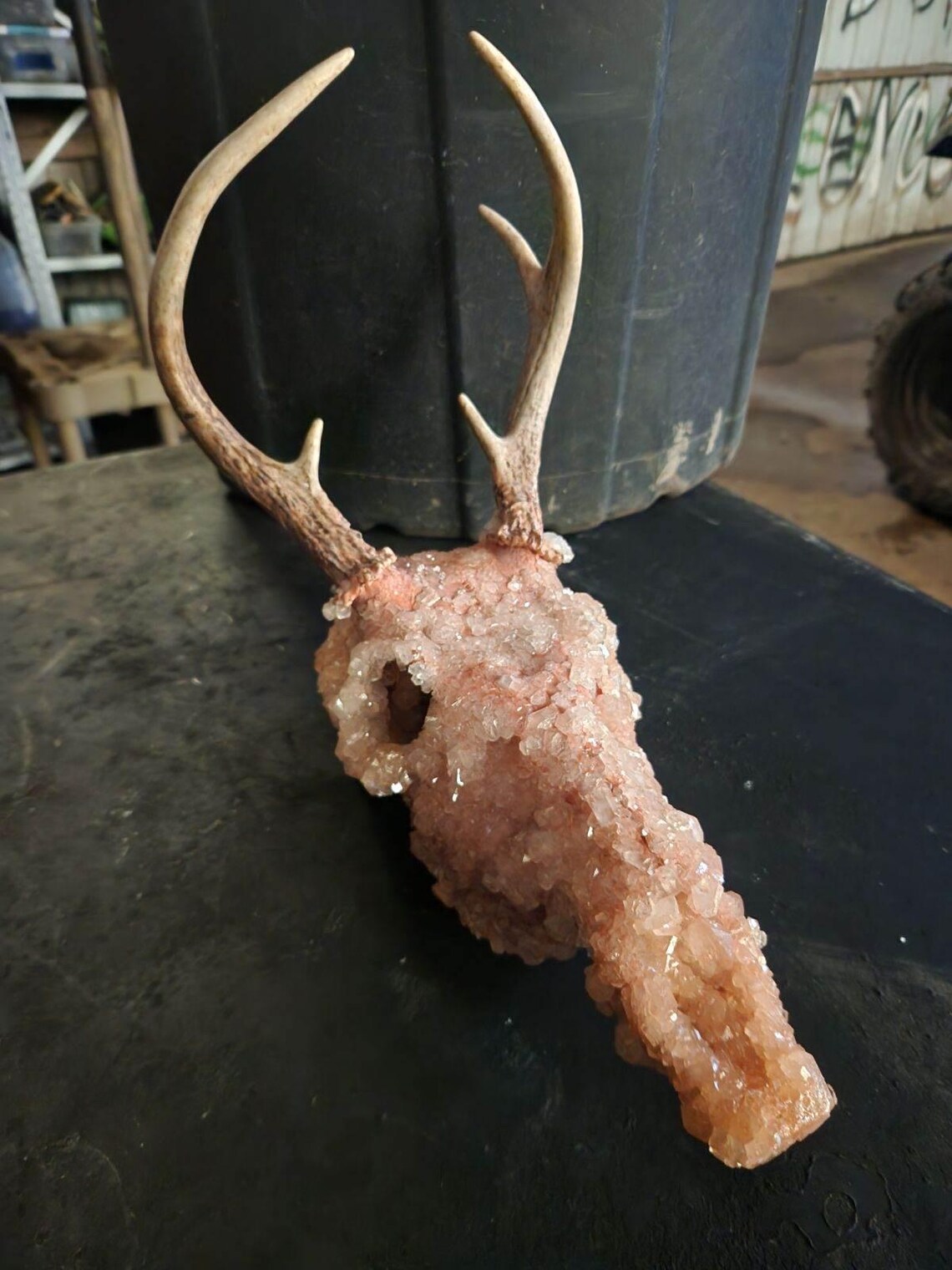 Crystallized Arkansas Deer Skull Mount Turquoise - Etsy