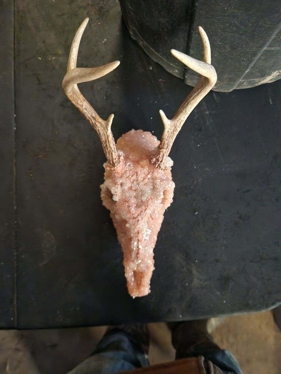 Crystallized Arkansas Deer Skull Mount Turquoise - Etsy