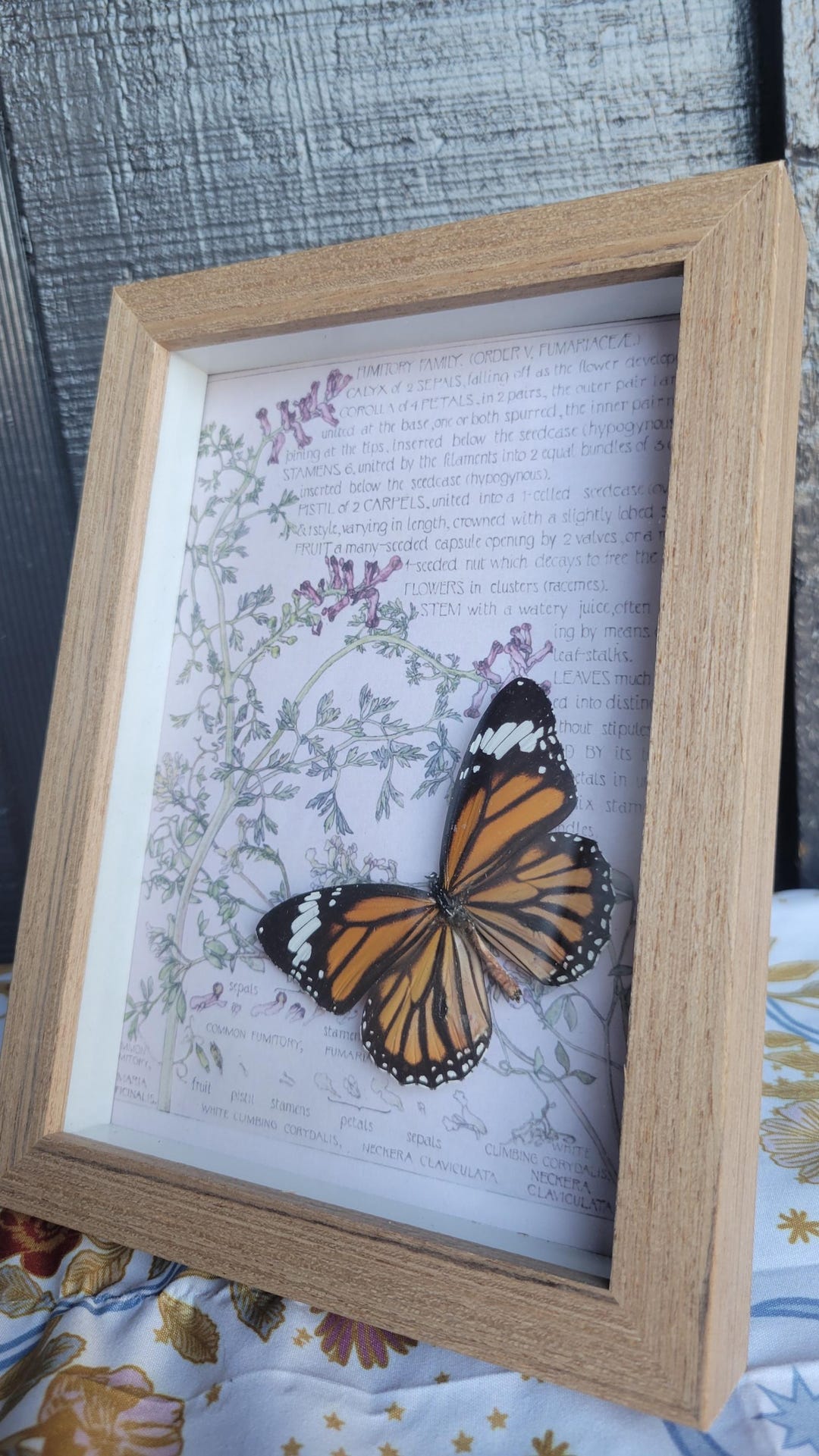 Monarch Mimic Butterfly in Simple Frame - Etsy