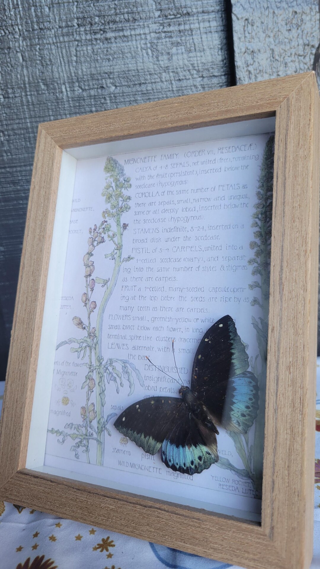 Real Lexias Pardalis Butterfly in Simple Wood Frame - Etsy