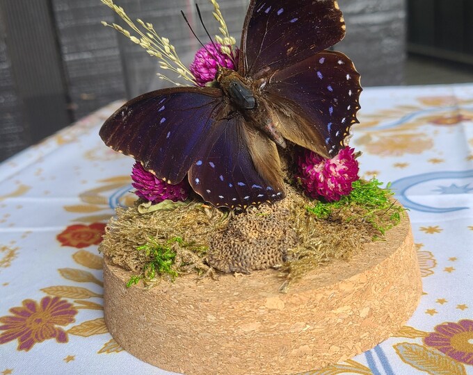 Real Charaxes Numenes Butterfly in Glass Dome Habitat Display - Etsy