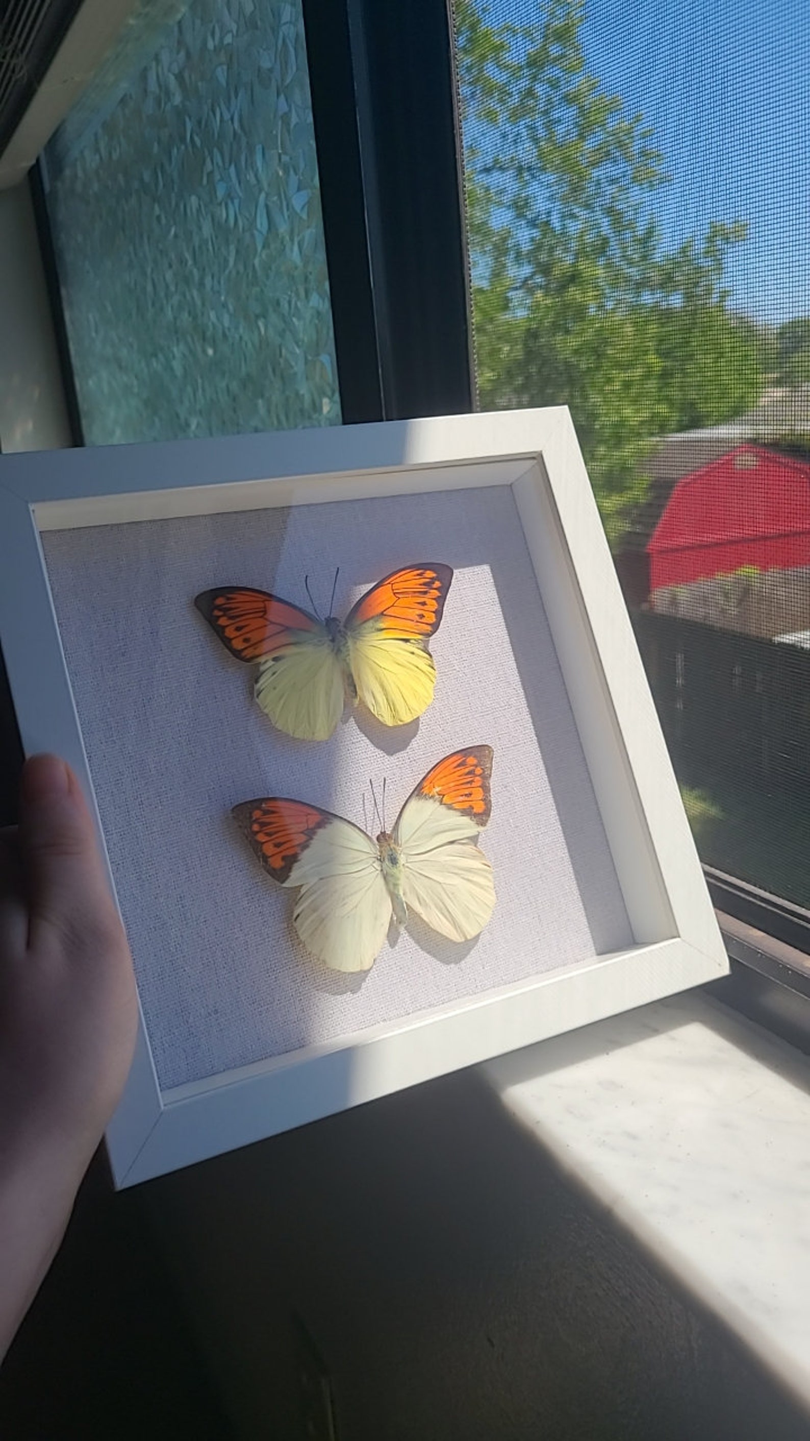 Real Butterflies in White Shadow Box Frame - Etsy