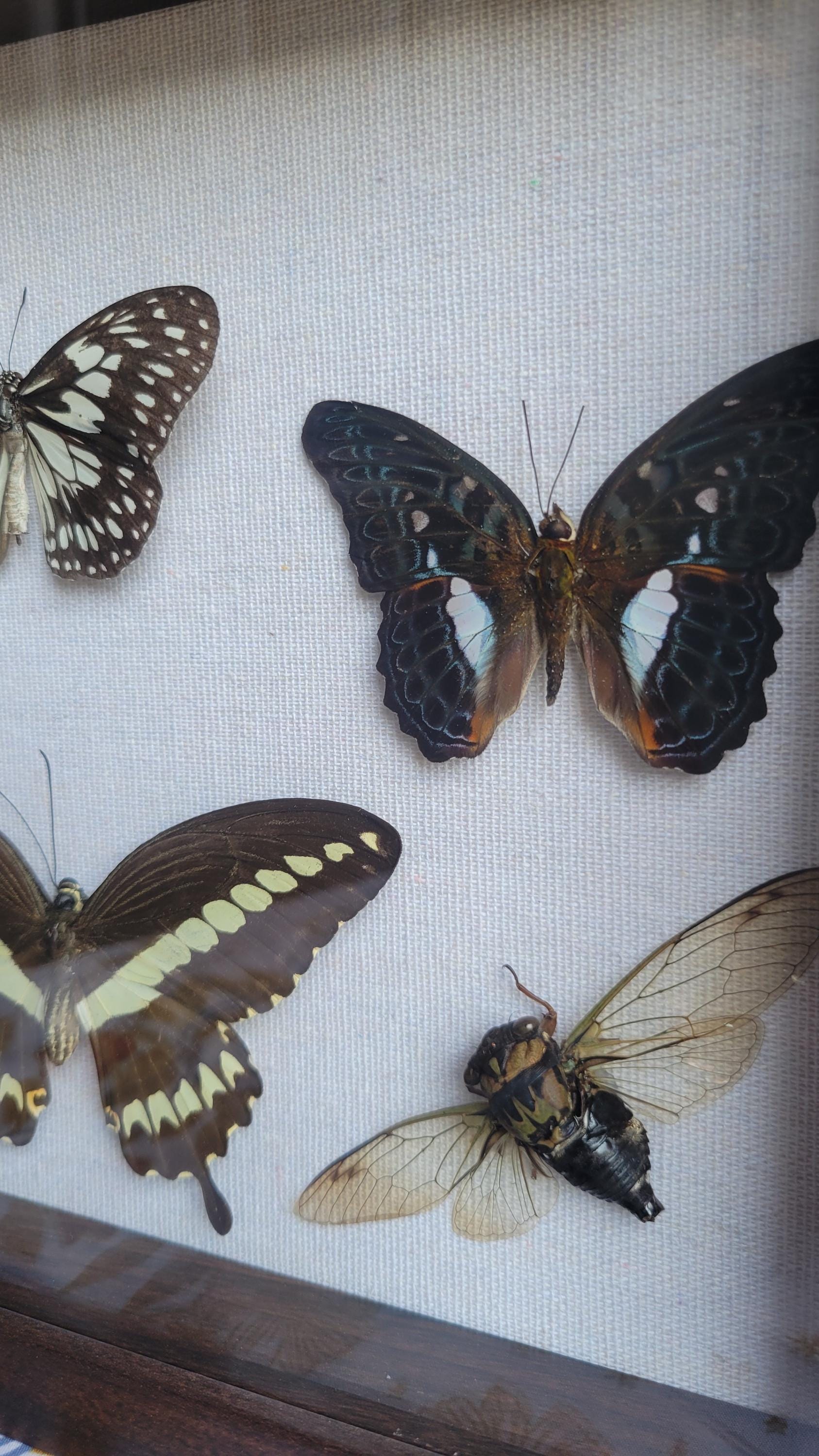 Real Framed Taxidermy Insects in Shadow Box, Cicada and Butterflies - Etsy