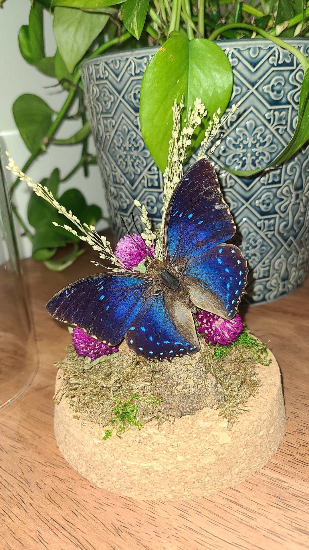 Real Charaxes Numenes Butterfly in Glass Dome Habitat Display - Etsy