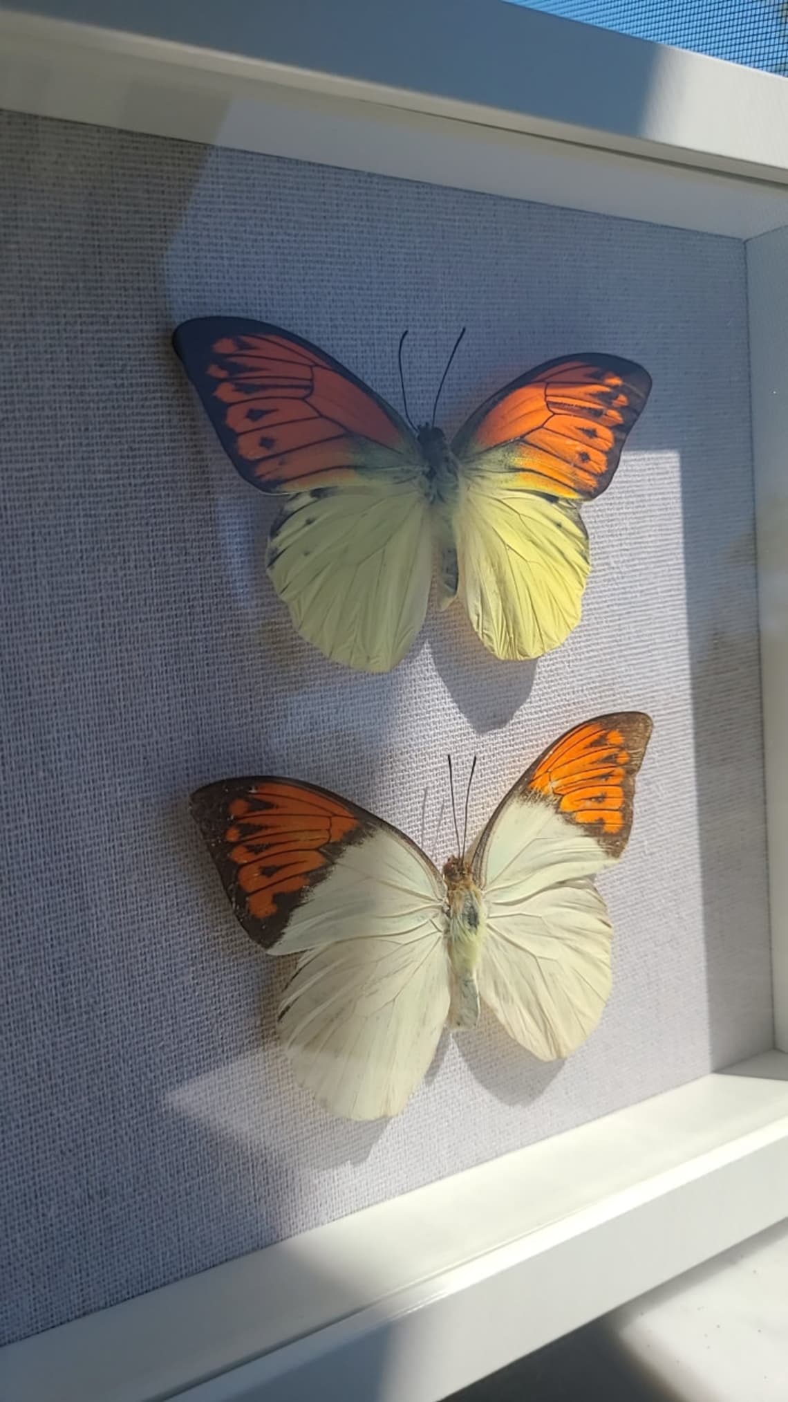 Real Butterflies in White Shadow Box Frame - Etsy