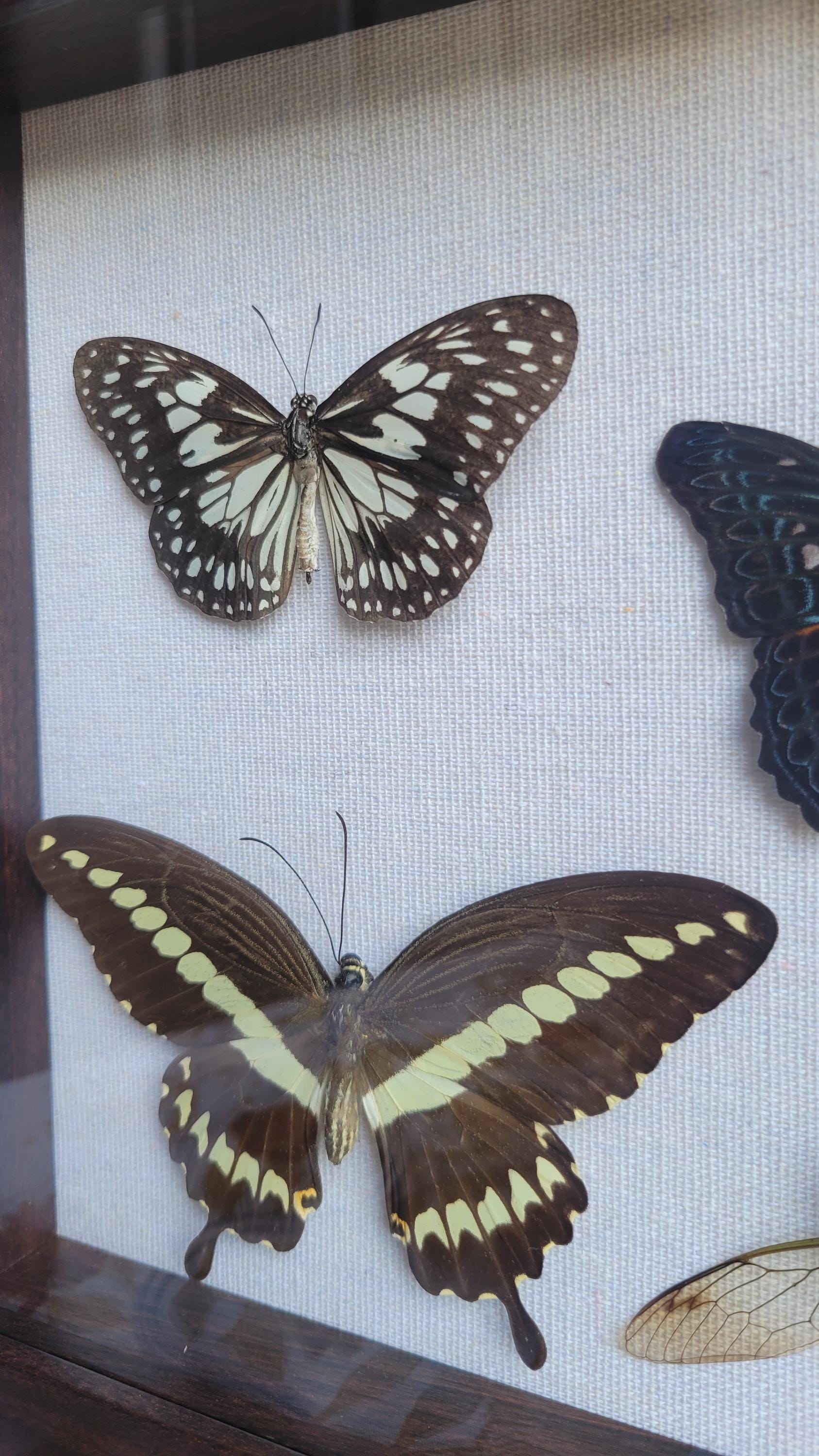 Real Framed Taxidermy Insects in Shadow Box, Cicada and Butterflies - Etsy