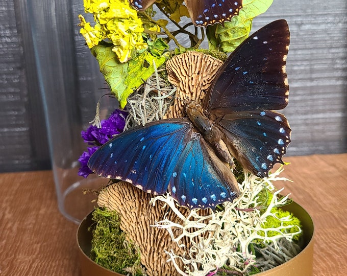Real Charaxes Numenes Butterflies in Glass Dome Habitat Display - Etsy