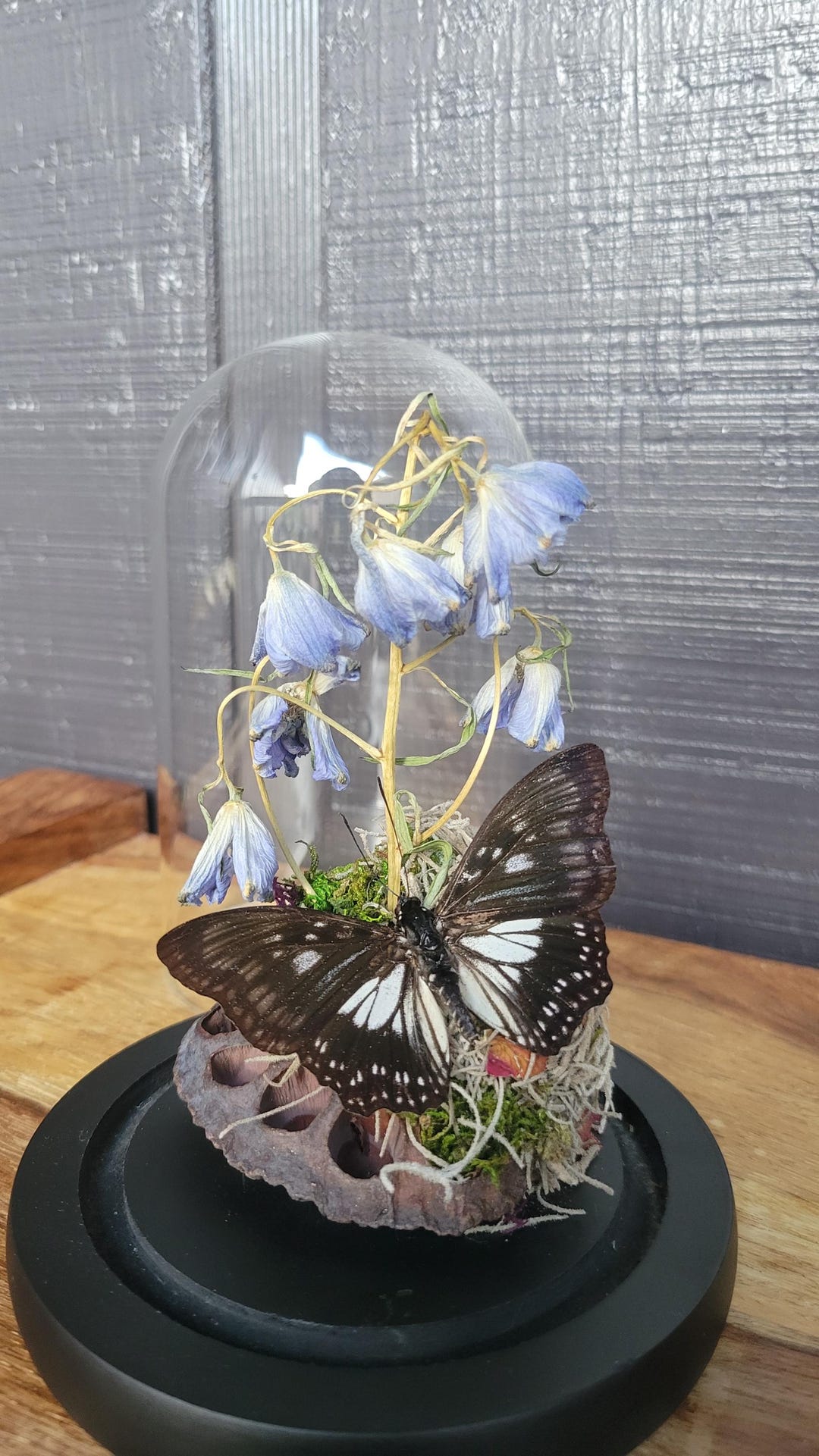 Butterfly Diorama Real Preserved Butterfly in Glass Dome Habitat ...