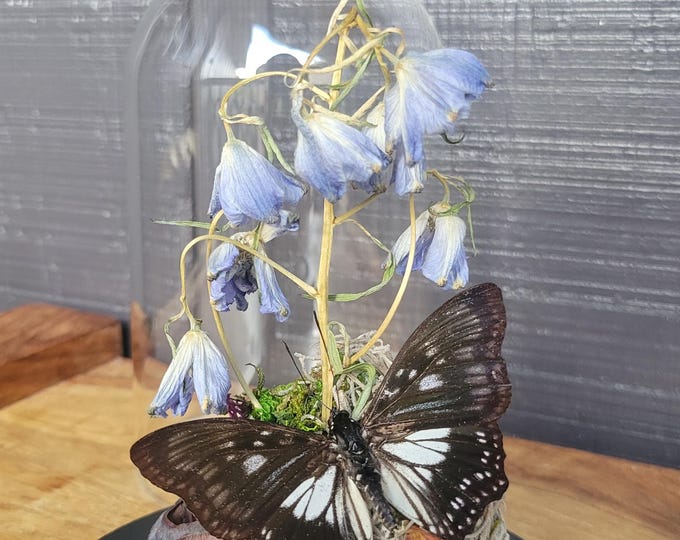 Butterfly Diorama Real Preserved Butterfly in Glass Dome Habitat ...