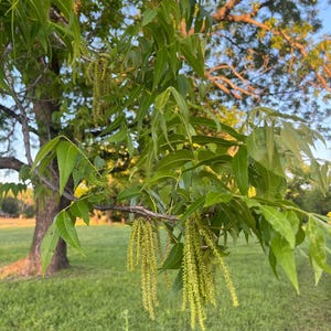 Texas Native Pecan Tree Seeds – 20 Fresh Seeds for Growing Nut Trees ...