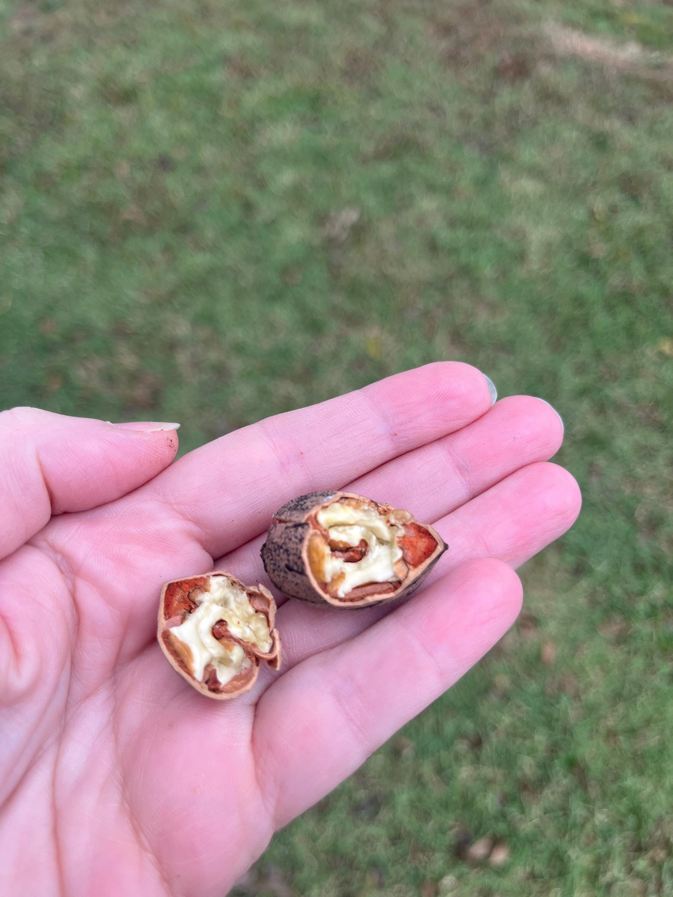 Texas Native Pecan Tree Seeds – 20 Fresh Seeds for Growing Nut Trees ...