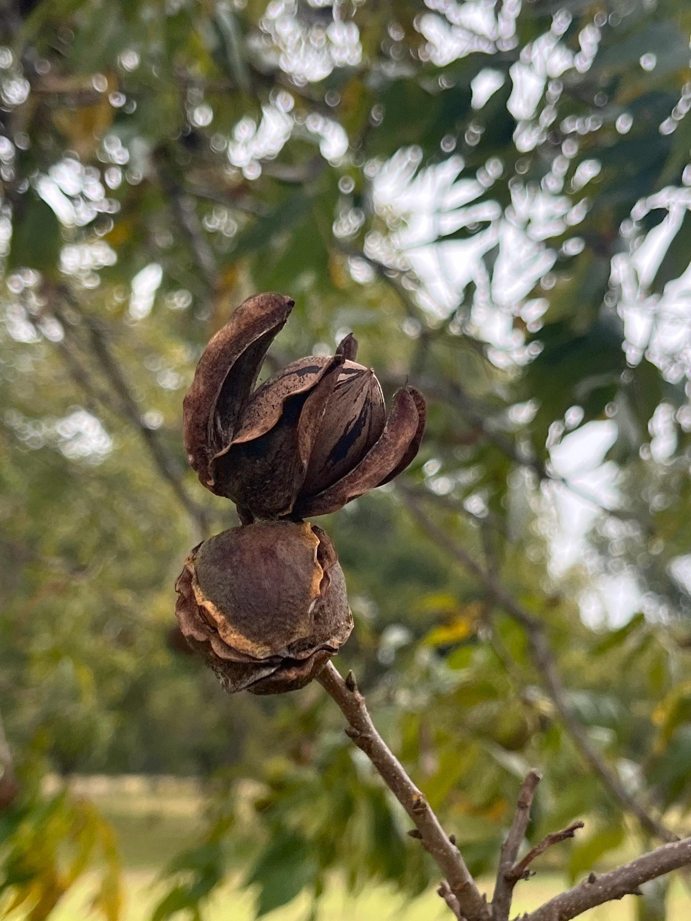Texas Native Pecan Tree Seeds – 20 Fresh Seeds for Growing Nut Trees ...