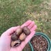 Texas Native Pecan Tree Seeds – 20 Fresh Seeds for Growing Nut Trees ...