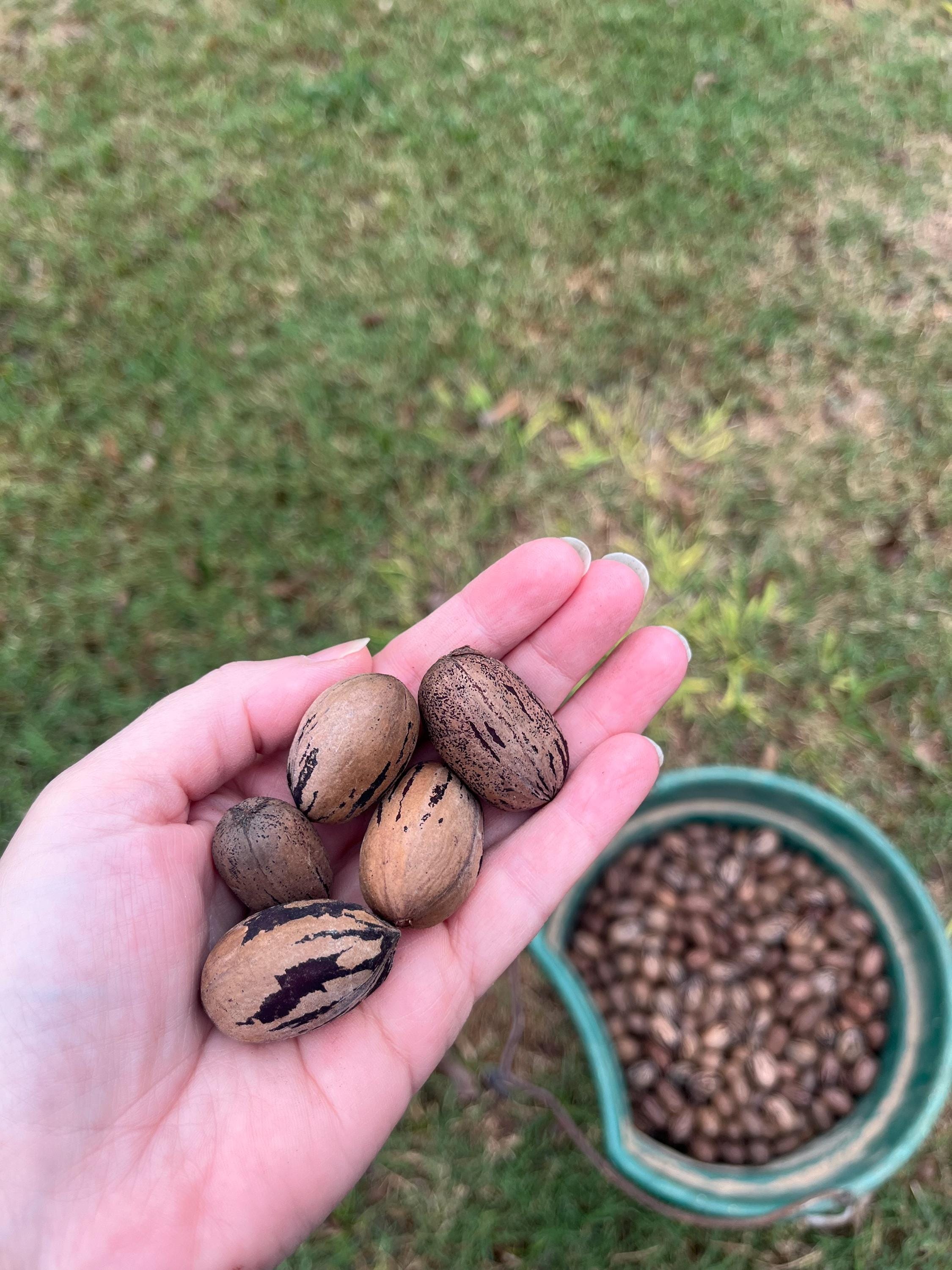 Texas Native Pecan Tree Seeds – 20 Fresh Seeds for Growing Nut Trees ...