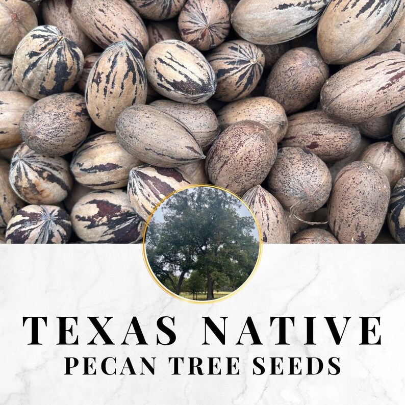 Texas Native Pecan Tree Seeds – 20 Fresh Seeds for Growing Nut Trees ...