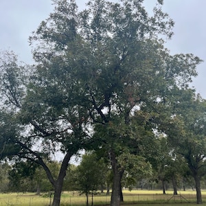 Texas Native Pecan Tree Seeds – 20 Fresh Seeds for Growing Nut Trees ...