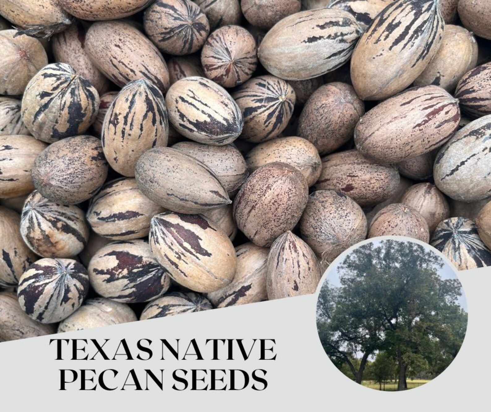 Texas Native Pecan Tree Seeds 20 Fresh Seeds for Growing Your Own Nut ...