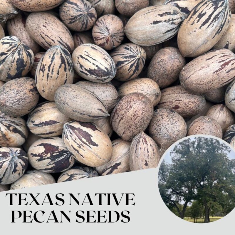 Pecan Tree - Etsy