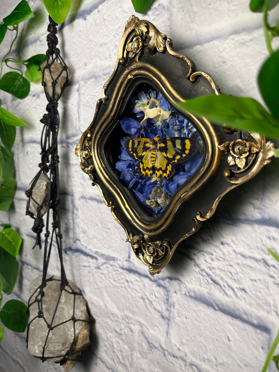 Real Taxidermy Four O'clock Moth (dysphania Numana), Ornate Black and ...