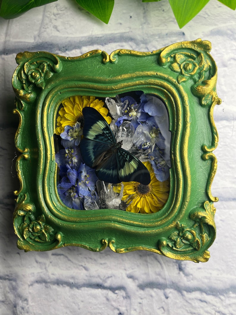 Real Taxidermy Butterfly red Flasher in Green Ornate Frame Shadowbox ...