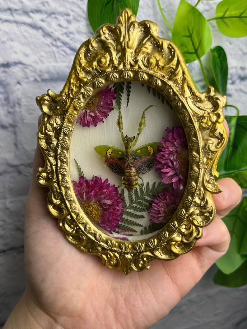 Jewel Flower Mantis With Matsumotos in Ornate Shadowbox - Etsy
