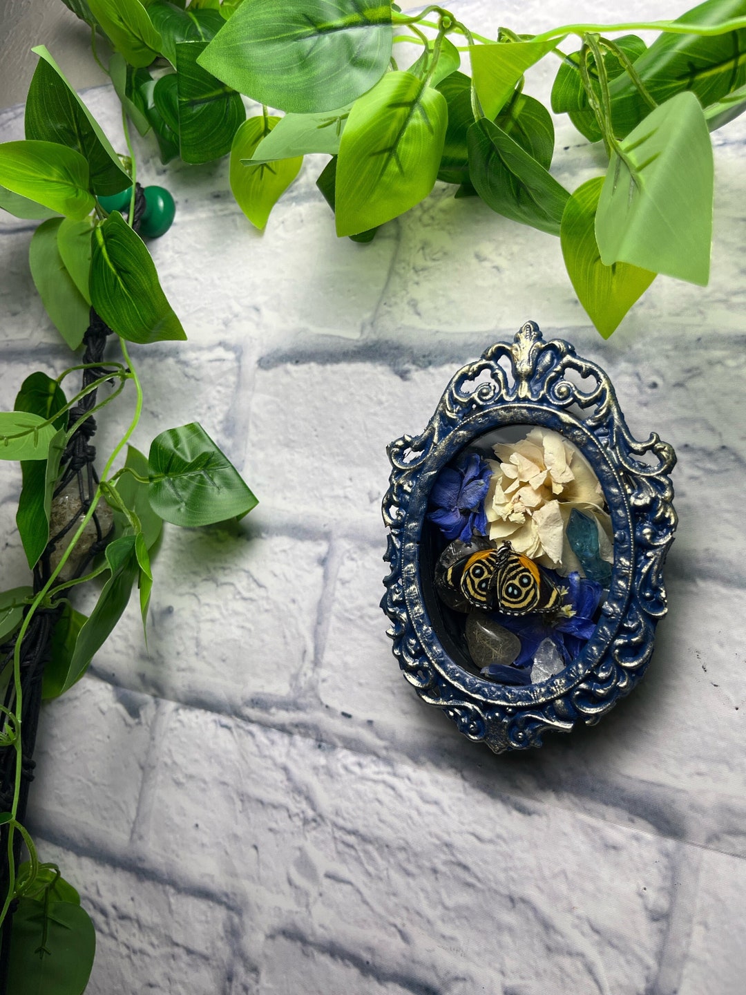 Real Numberwing Butterfly Taxidermy Ornate Frame Shadowbox Display ...