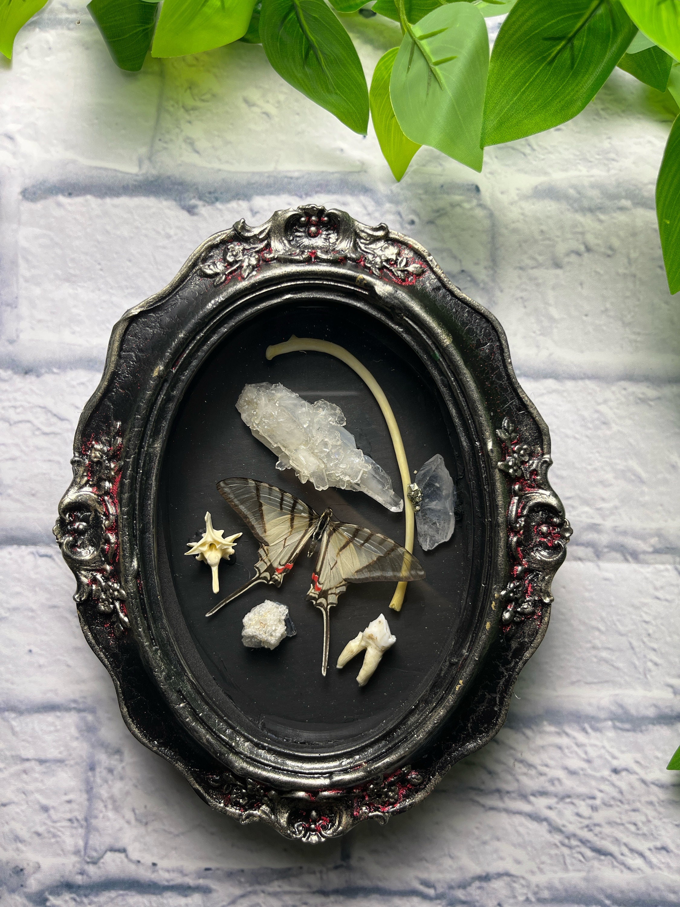 Real Taxidermy Kite Swallowtail Butterfly in Ornate Framed Shadowbox ...