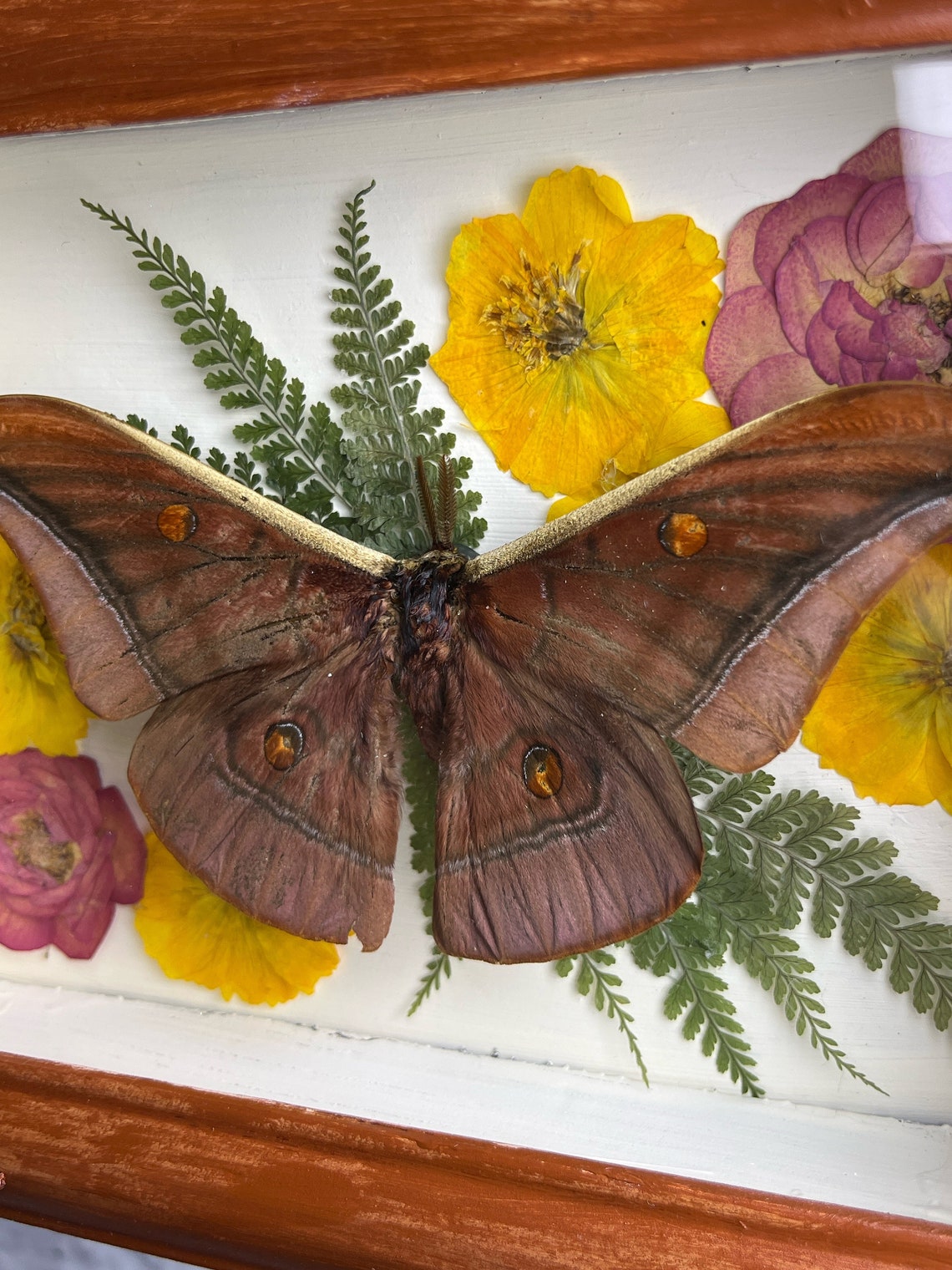 Assam Silk Moth in Ornate Wood Shadowbox With Pressed Flowers - Etsy