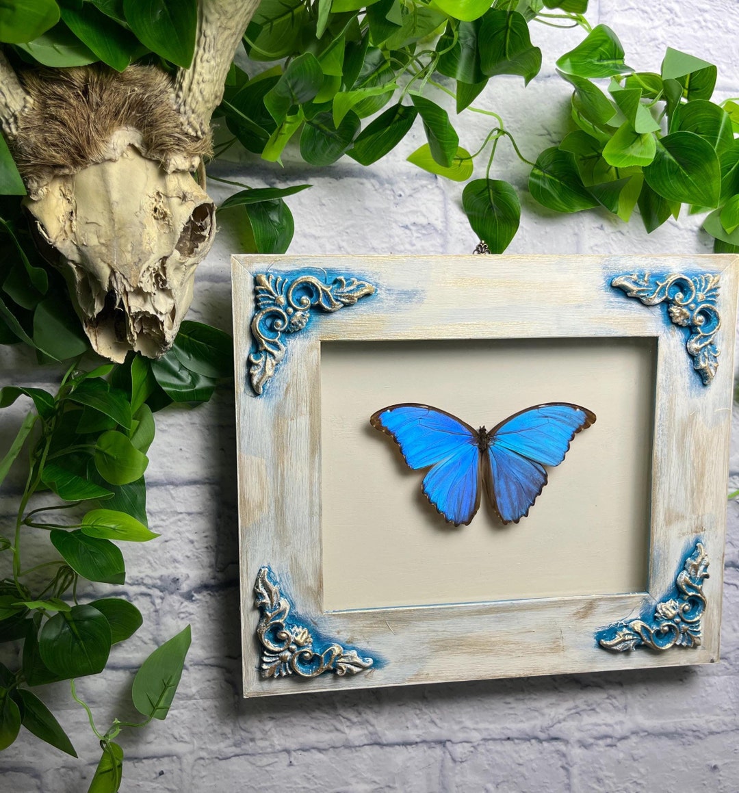 Giant Blue Morpho Butterfly Taxidermy in Shabby Chic Ornate Shadowbox ...