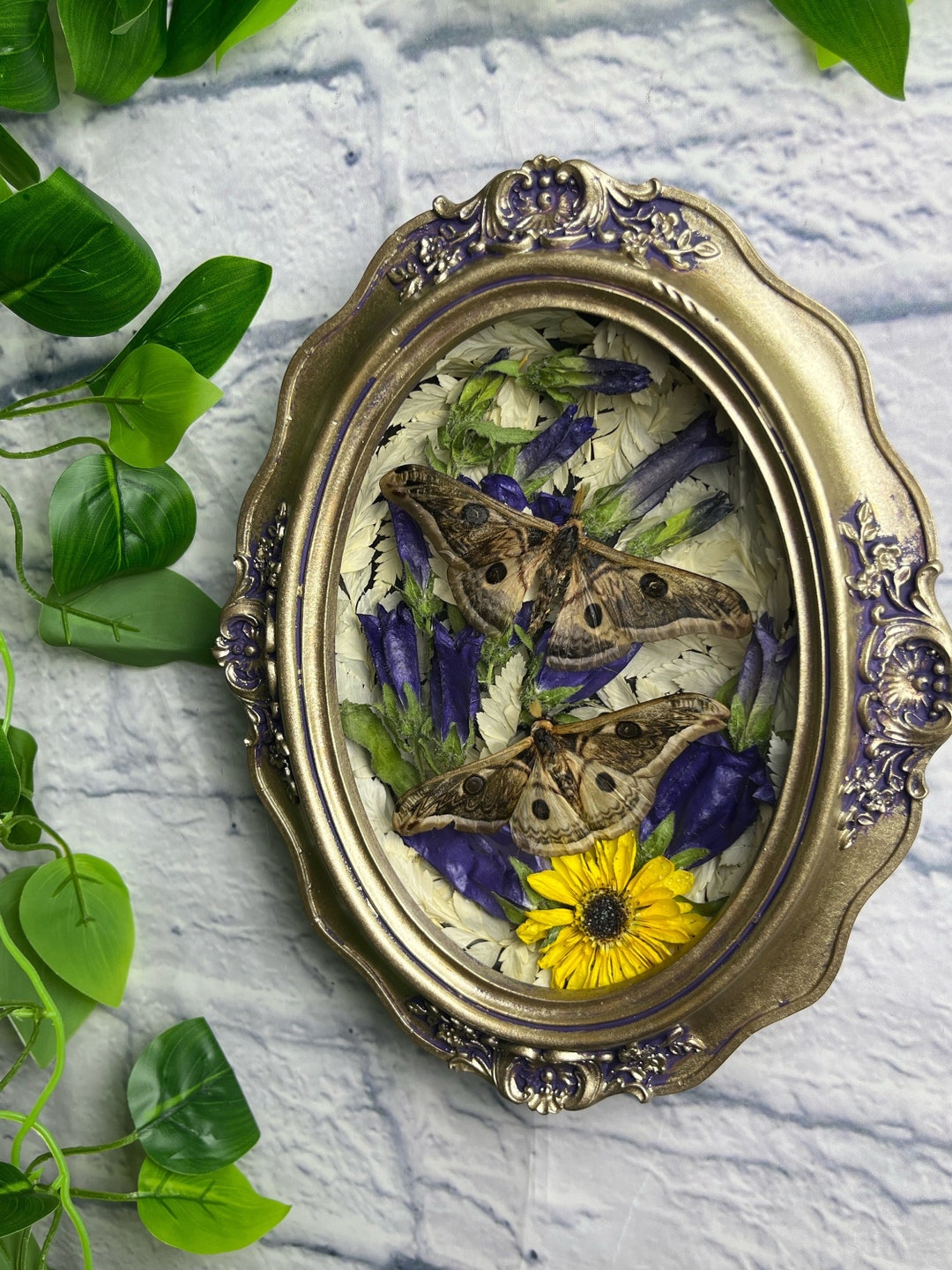 Real Preserved Eastern Silk Moth Pair eriogyna Pyretorum in Ornate ...