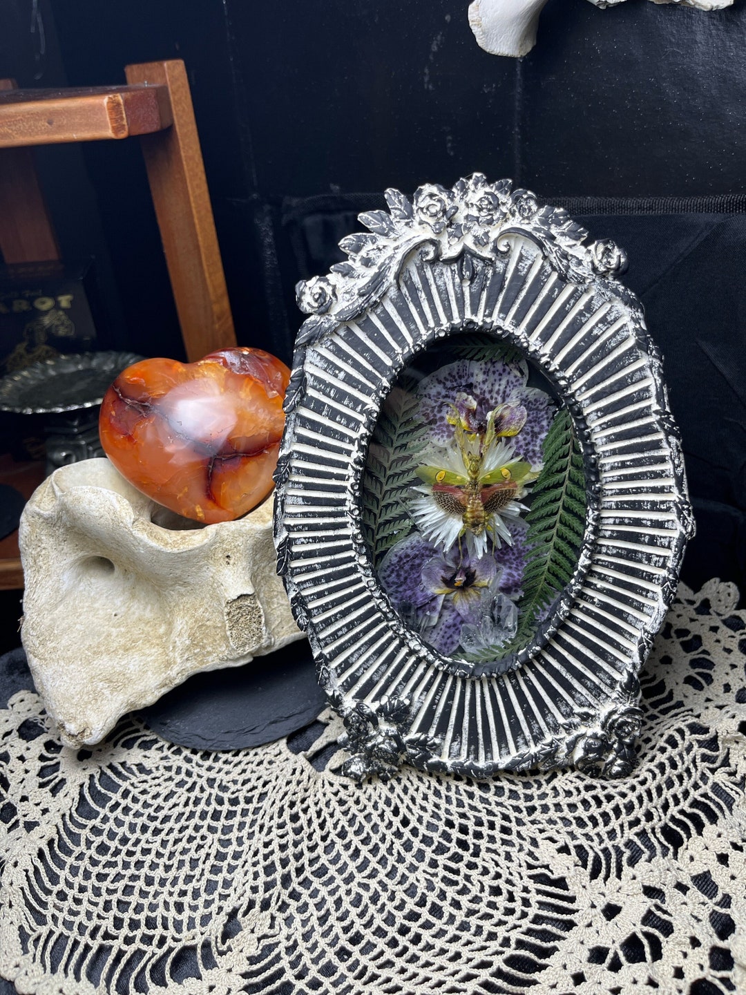 Real Taxidermy Jewel Flower Mantis in Gothic Ornate Frame Shadowbox ...